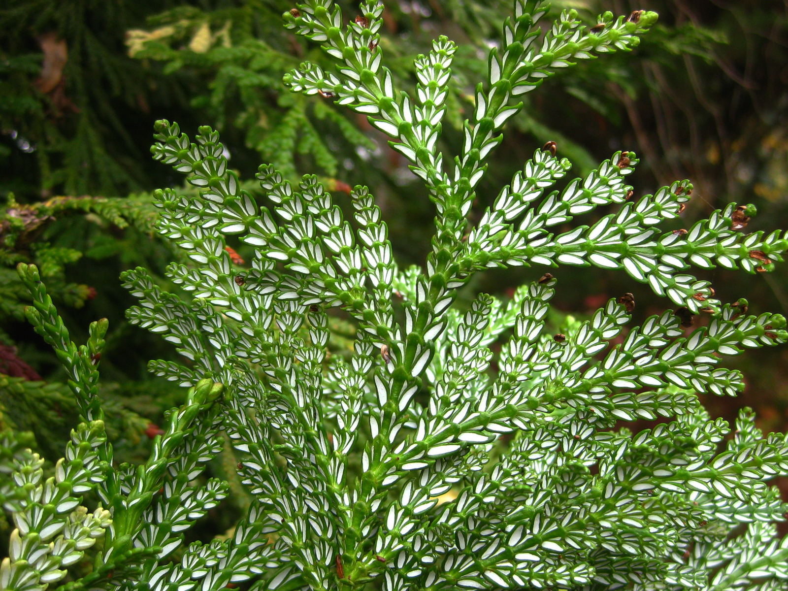 Aomori Hiba: The Tree Of Life - Oishya